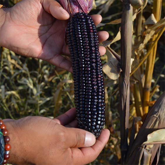 Purely (potent) Pinole uses non-GMO purple corn to pack the punch | The ...