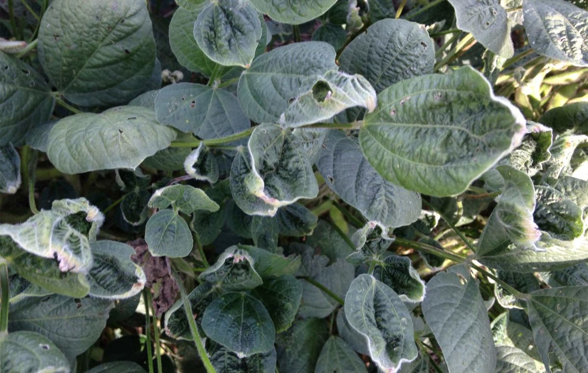 Dicamba herbicide drift damaging thousands of acres of crops—again ...