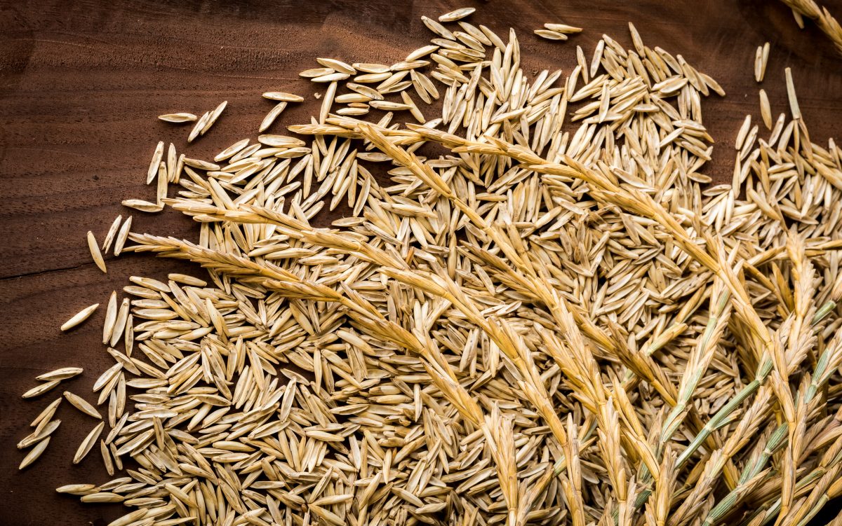 Will Kernza® perennial grain lead an agricultural revolution? | The ...