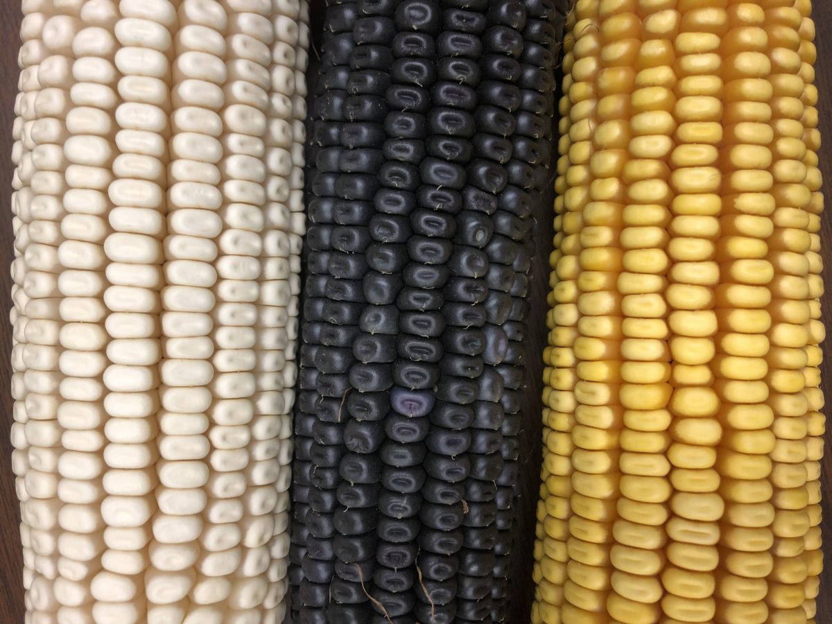 Bow & Arrow’s non-GMO corn sows seeds of prosperity for Ute Mountain ...