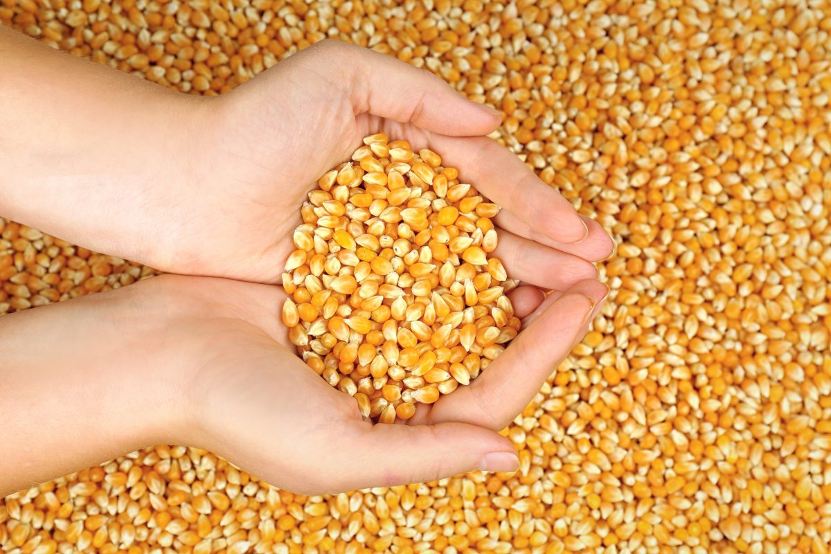 Seed trends: More seed choices and suppliers for organic, continued ...