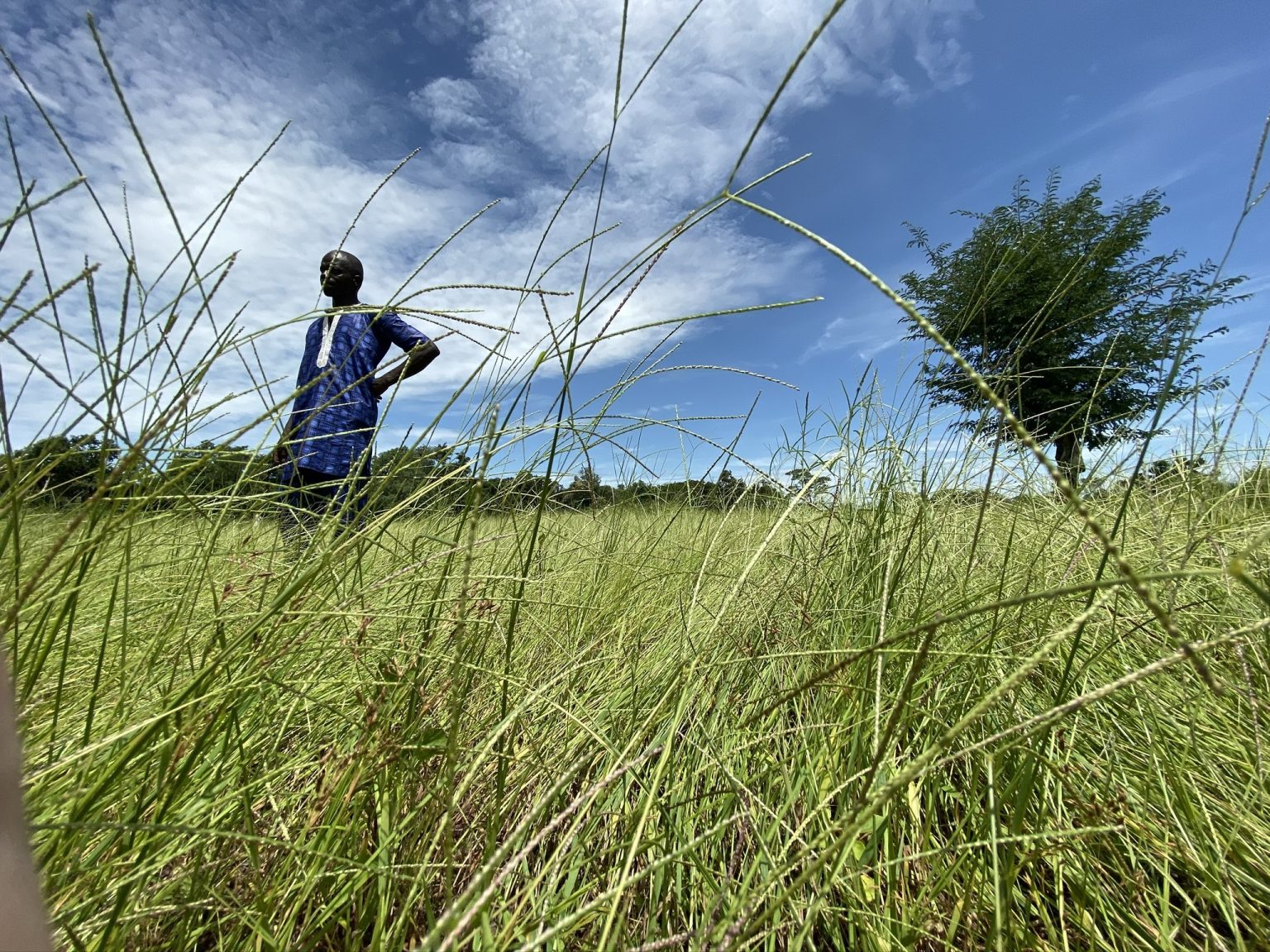 Fonio: The tiny grain with big benefits | The Organic & Non-GMO Report