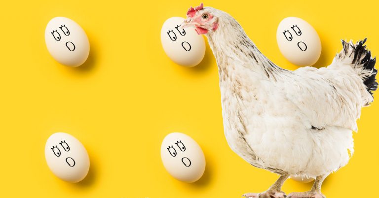 Gene editing proposal: Modify hens to kill male chicks before they ...
