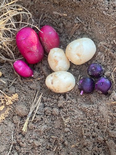 Idaho farm offers model of regenerative potato farming | The Organic ...