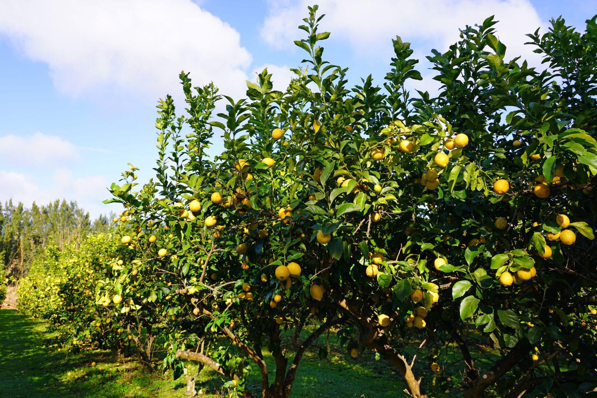 Specialty Tree Crop Markets in 2026 | The Organic & Non-GMO Report